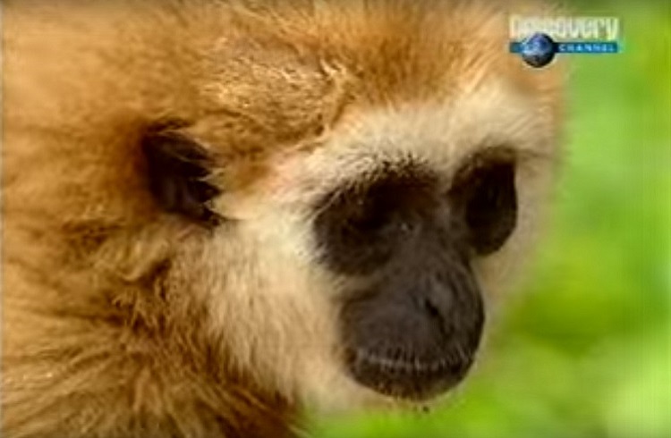 Un mono se vuelve famoso por atreverse a molestar a dos tigres hasta ...