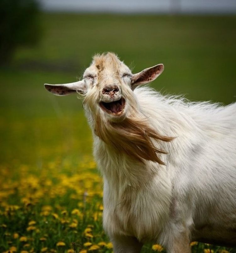 Las cabras disfrutan viendo a los humanos sonreír, revela un estudio ...