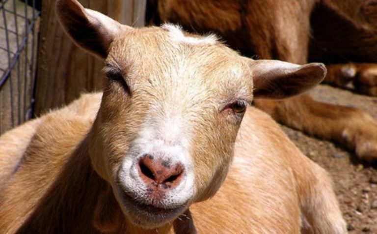 Las cabras disfrutan viendo a los humanos sonreír, revela un estudio ...