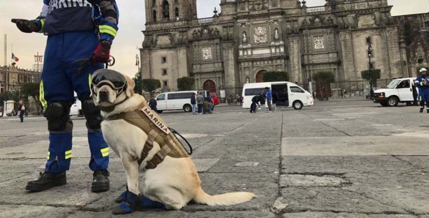 Frida, la talentosa perrita rescatista, celebra su jubilación en una ...