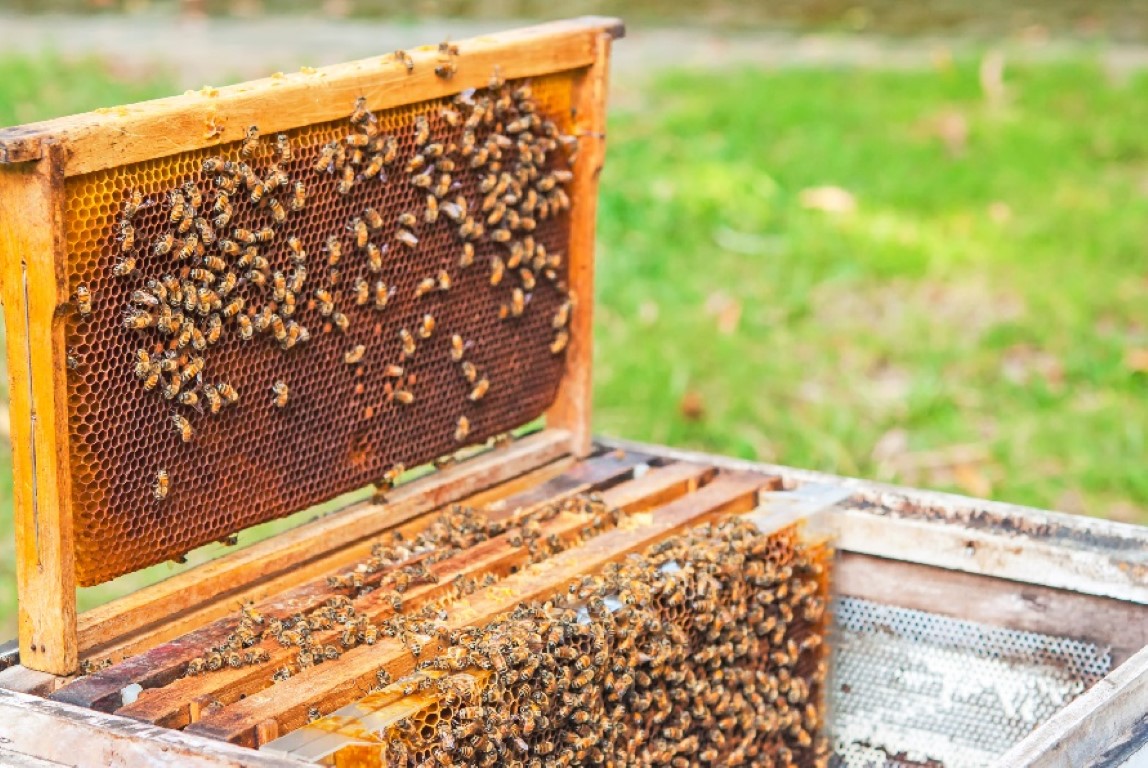 Morgan Freeman convierte su gran hacienda en un santuario para abejas ...