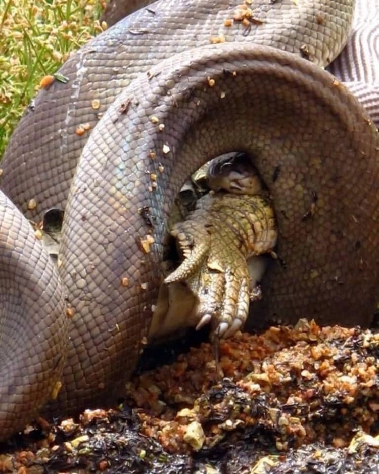 Un enorme cocodrilo es devorado por una serpiente pitón de 4 metros ...