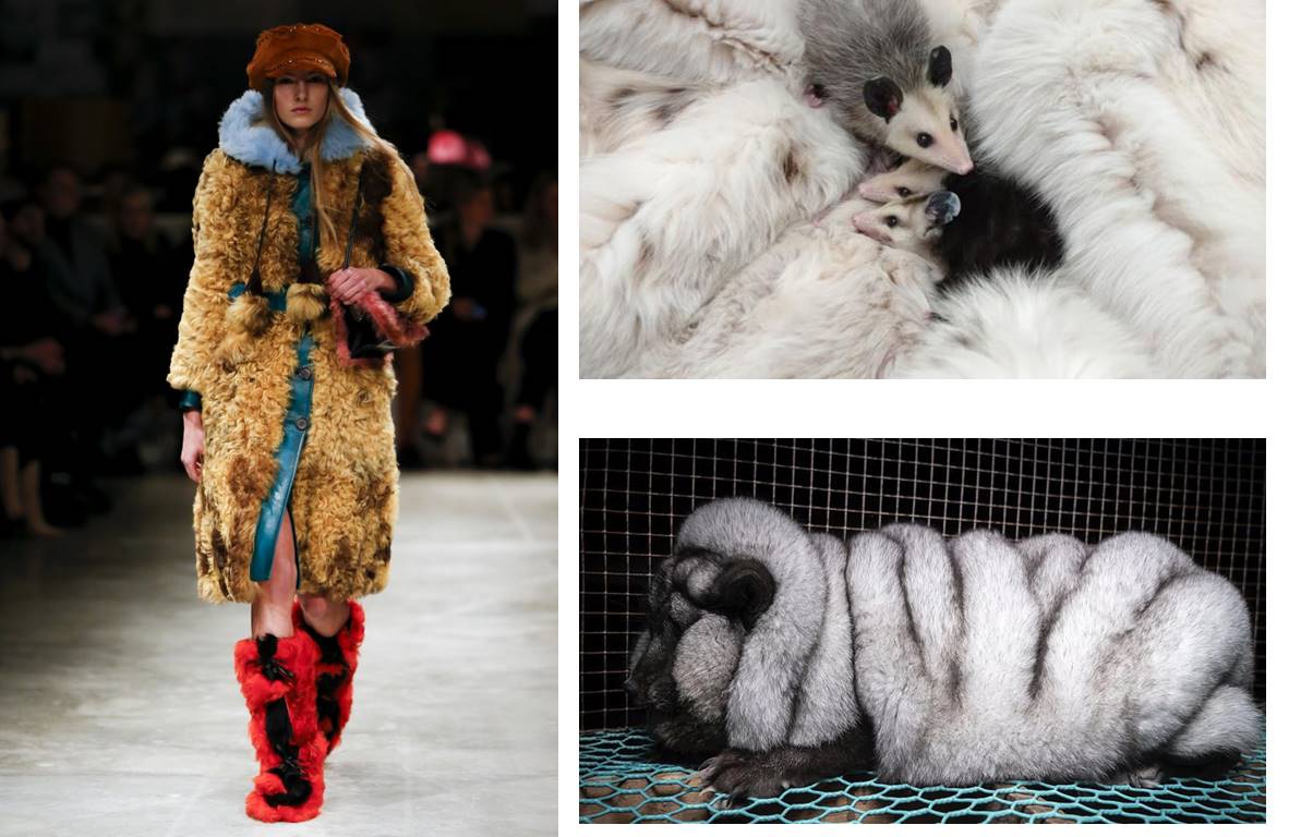 Prada anuncia que no utilizará más pieles de animales para sus ...