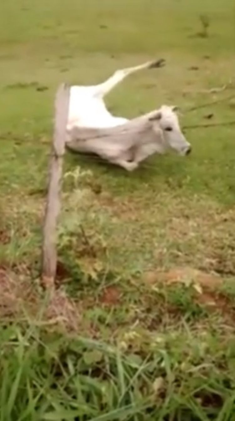 Se había rendido tras quedar torcida entre alambres pero estos héroes ...