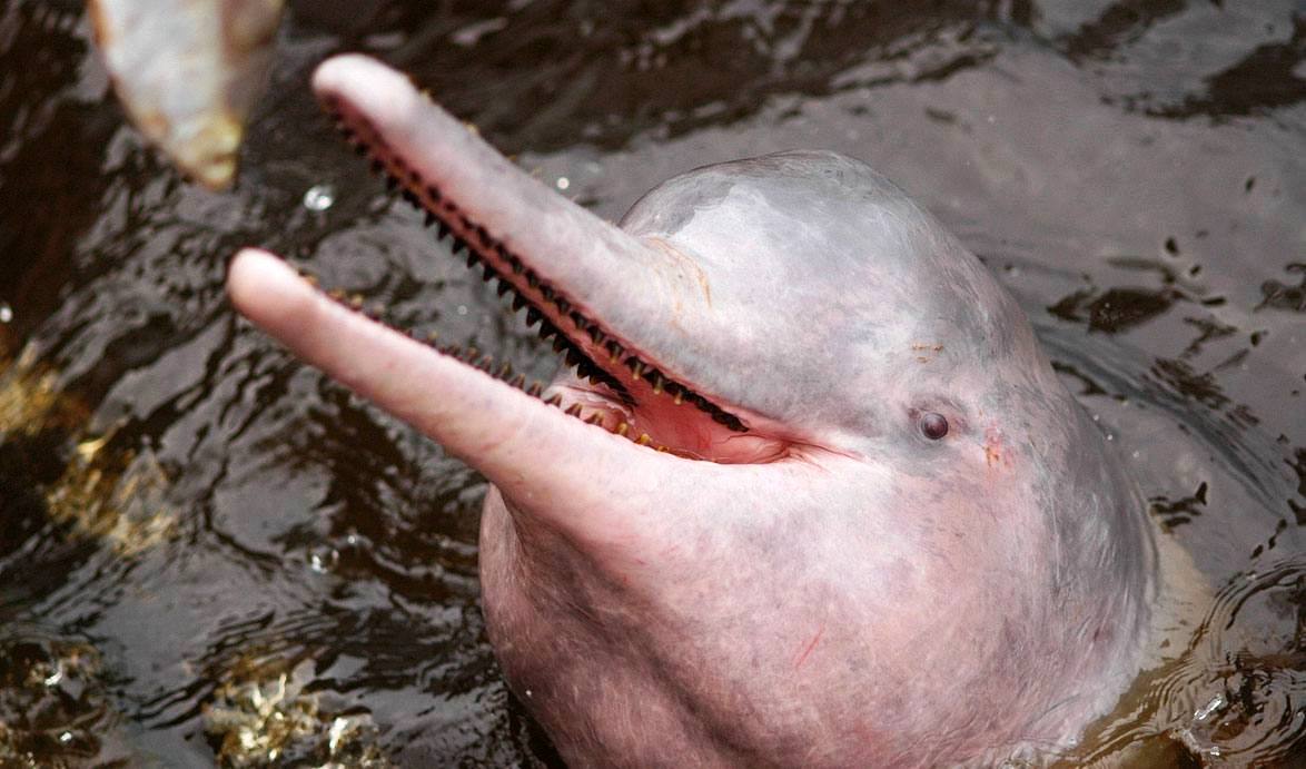 El alarmante destino de los delfines rosados del Amazonas que son ...
