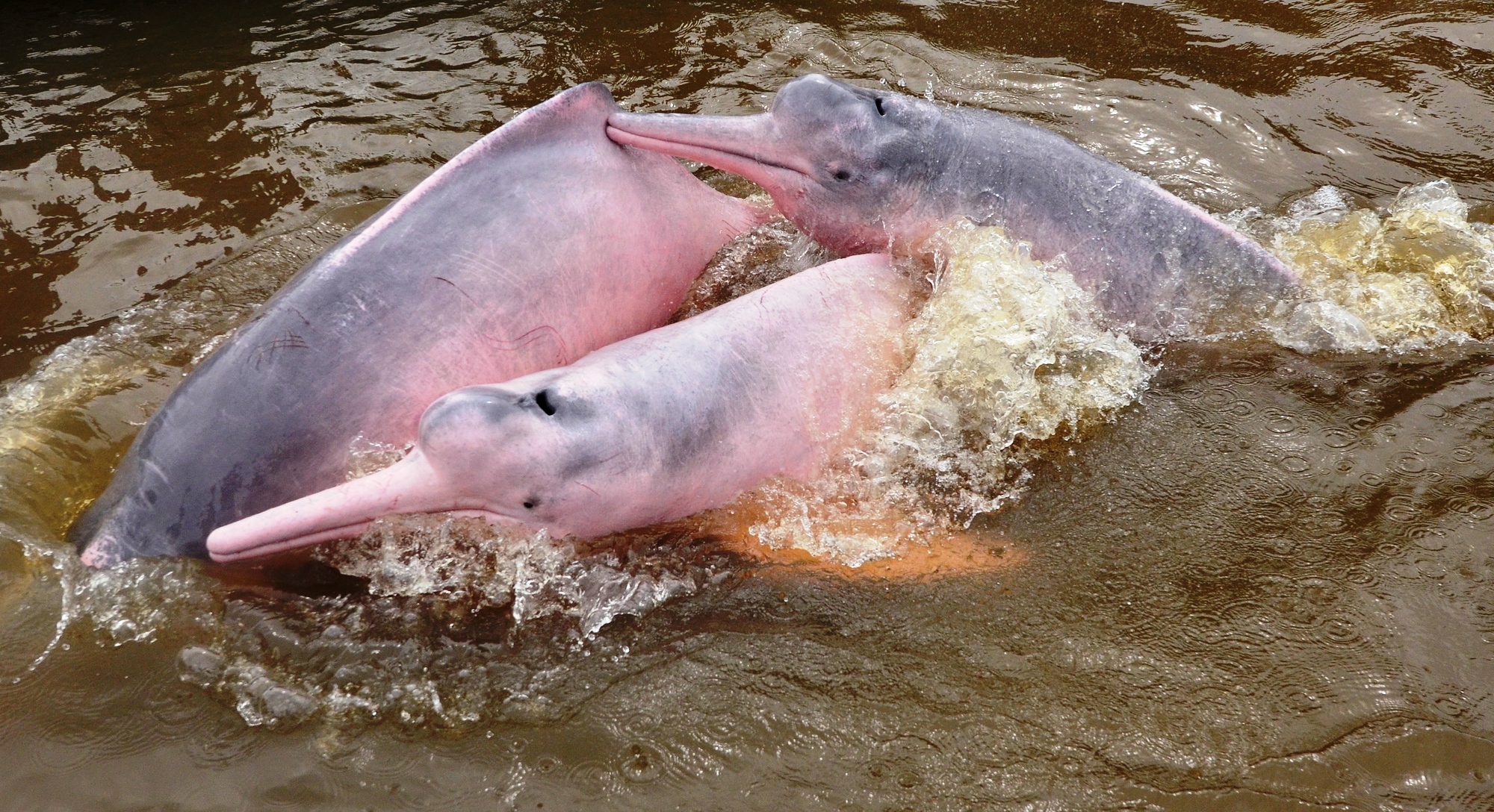El alarmante destino de los delfines rosados del Amazonas que son ...