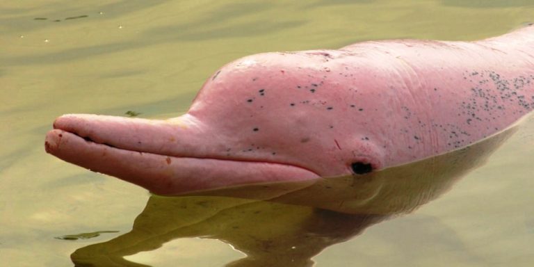 El alarmante destino de los delfines rosados del Amazonas que son ...