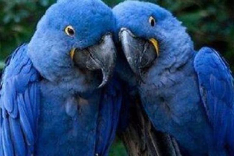 El guacamayo azul es un habitante típico de las selvas lluviosas y ...