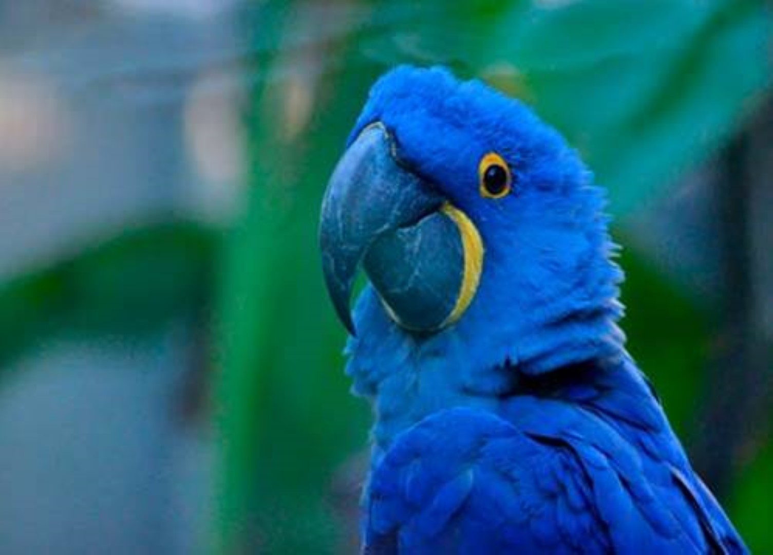 Nace un nuevo bebé de guacamayo azul lejos de la maldad del hombre y se ...