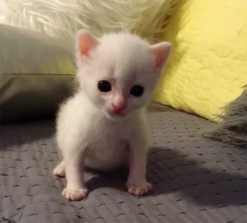 Un gatito sordo fue adoptado por otros 2 gatos sordos y su vida cambió ...
