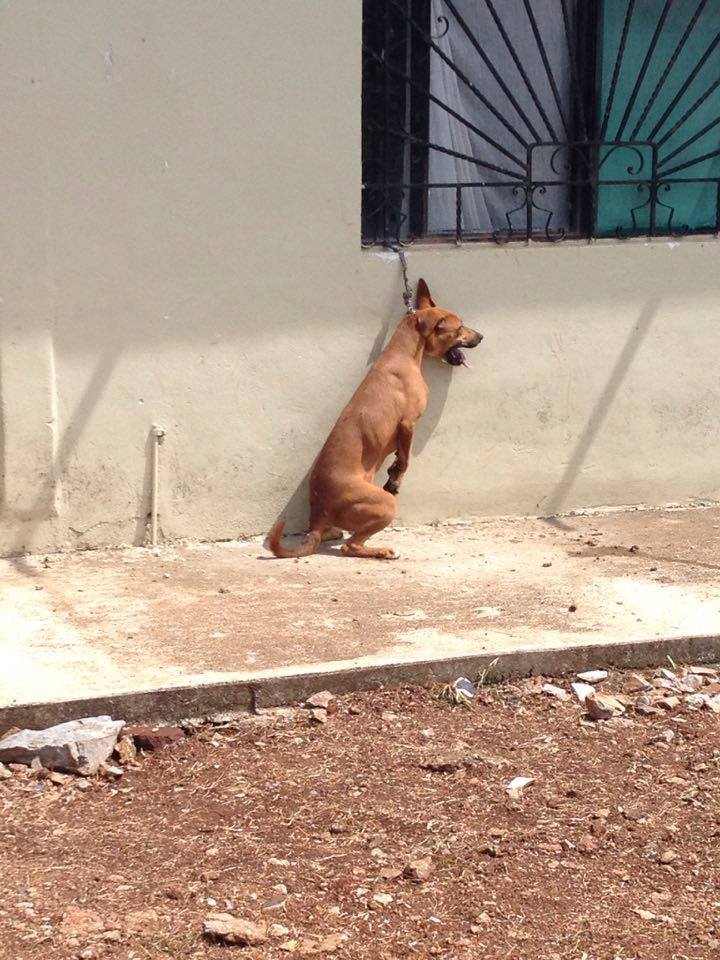 Ven a un perrito amarrado con una correa tan corta que ni podía moverse ...