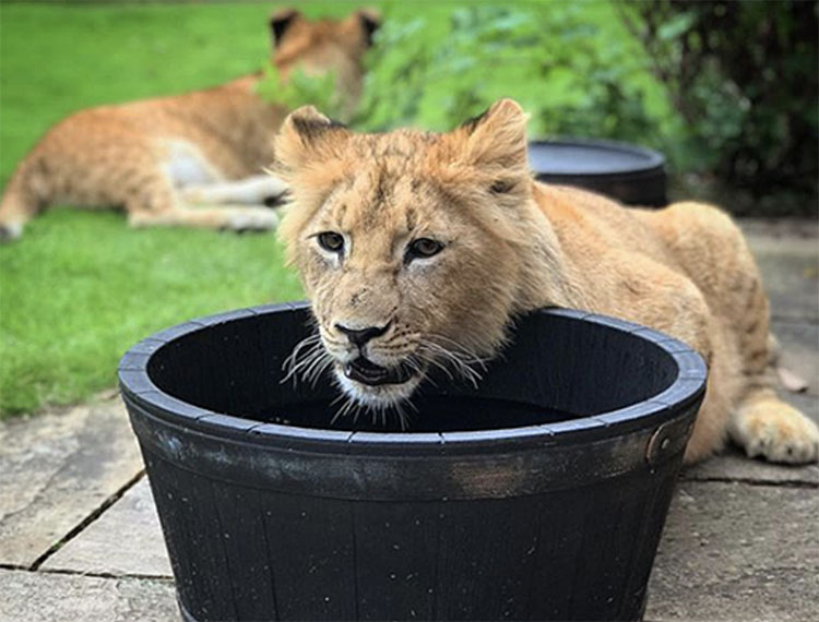 Un hombre fue autorizado para tener dos leones y un puma en el patio de ...