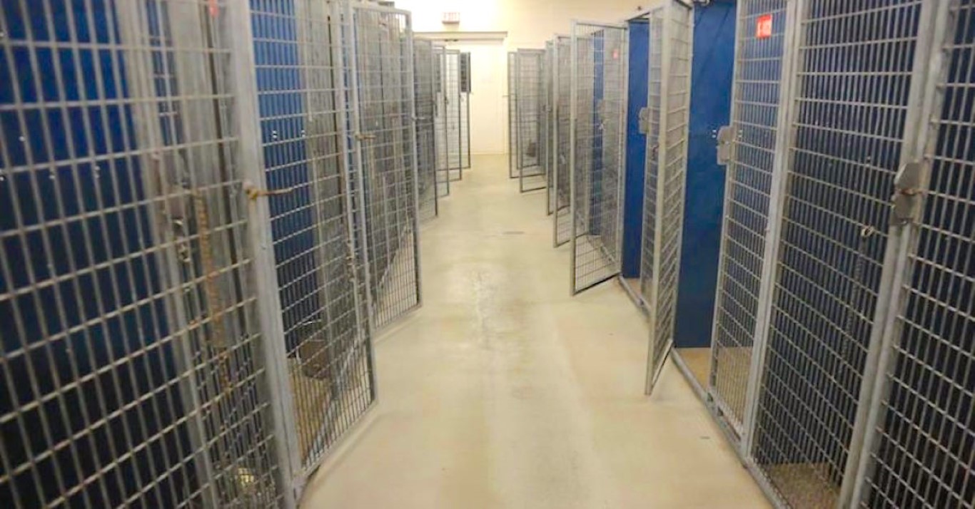 Por primera vez en 13 años un refugio de animales queda absolutamente ...