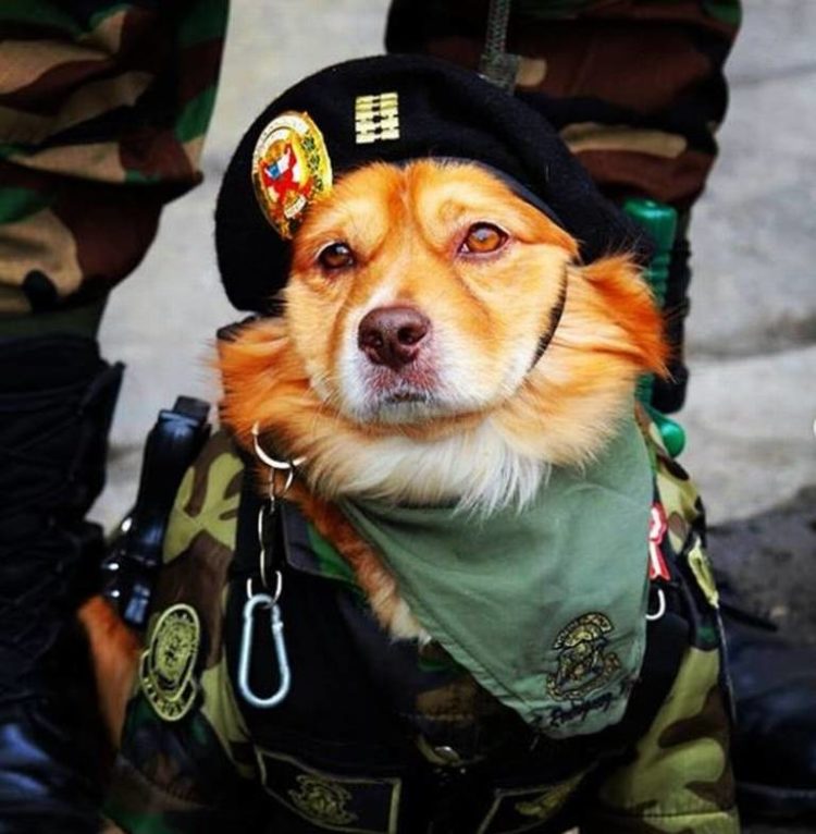 Un perrito perfectamente uniformado se roba el show en un solemne ...