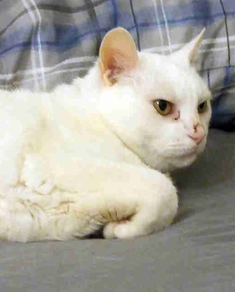 Un gato de 17 años se hace amigo de una desconocida de 85 años y la ...