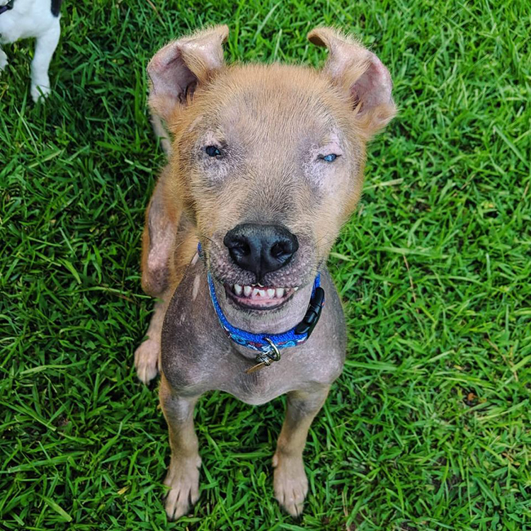 Chupey, el especial cachorro que nació con una simpática sonrisa que no ...