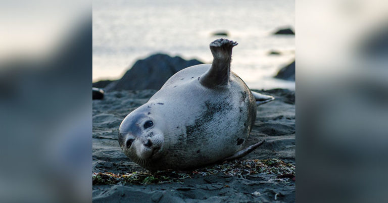 Una sonriente foca arpa muere días después de que unos turistas ...