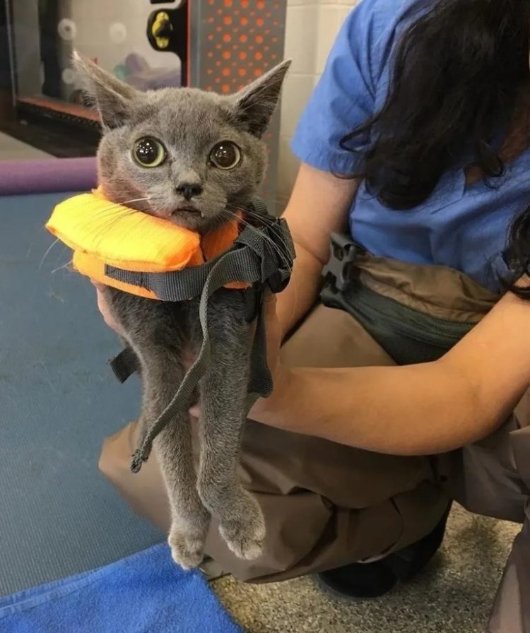 Un gatito con curiosos colmillos y una extraña condición genética ...