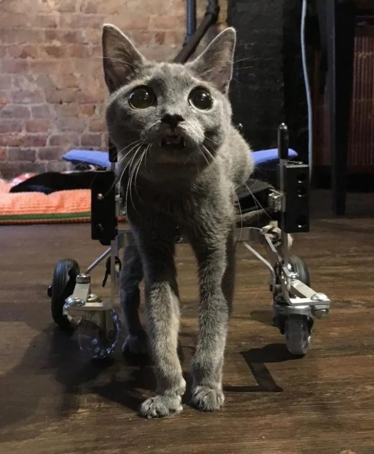 Un gatito con curiosos colmillos y una extraña condición genética ...