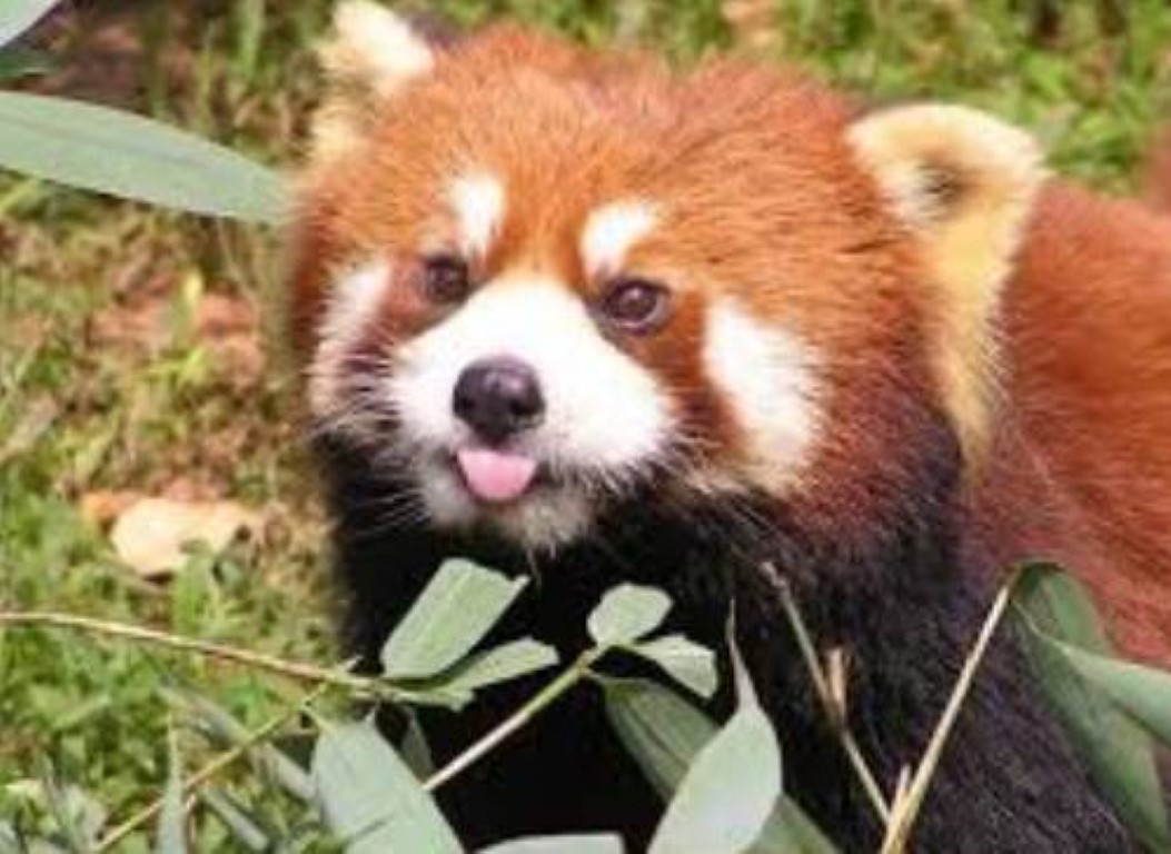 rescatan-pandas-rojos-de-un-cruel-destino-podr-an-ser-la-pr-xima