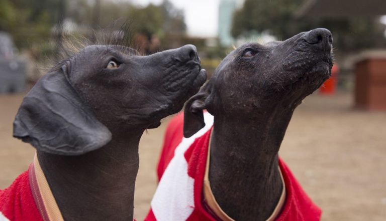 La apasionante historia de un perrito calvo que se convirtió en ...