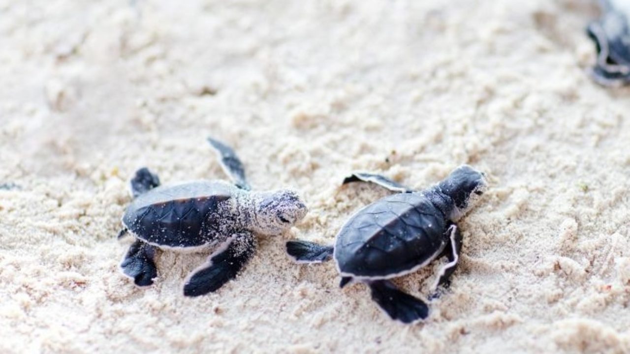 Indignación tras encontrar pequeñas tortugas marinas bebés quemadas en ...