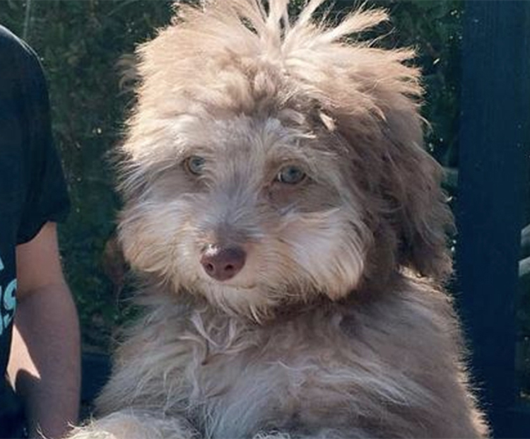 Nori, el perro que enloquece las redes por tener el rostro más parecido ...