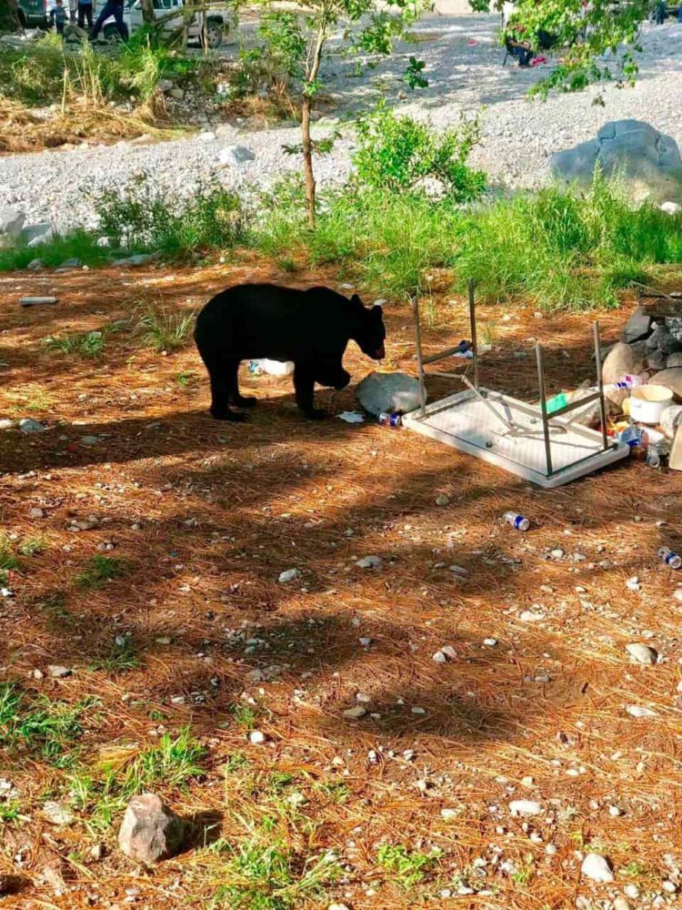 Un oso decide integrarse al asado familiar y dejar a todos sin cenar ...