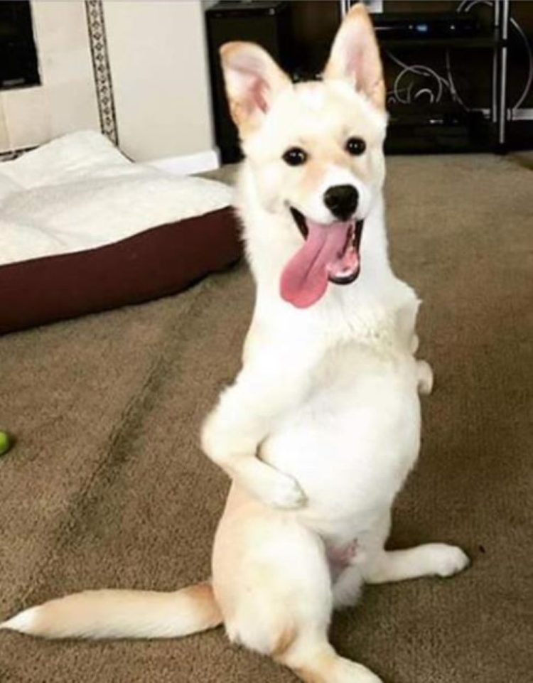 Un perrito “canguro” es desechado por sus antiguos dueños pero desafía ...