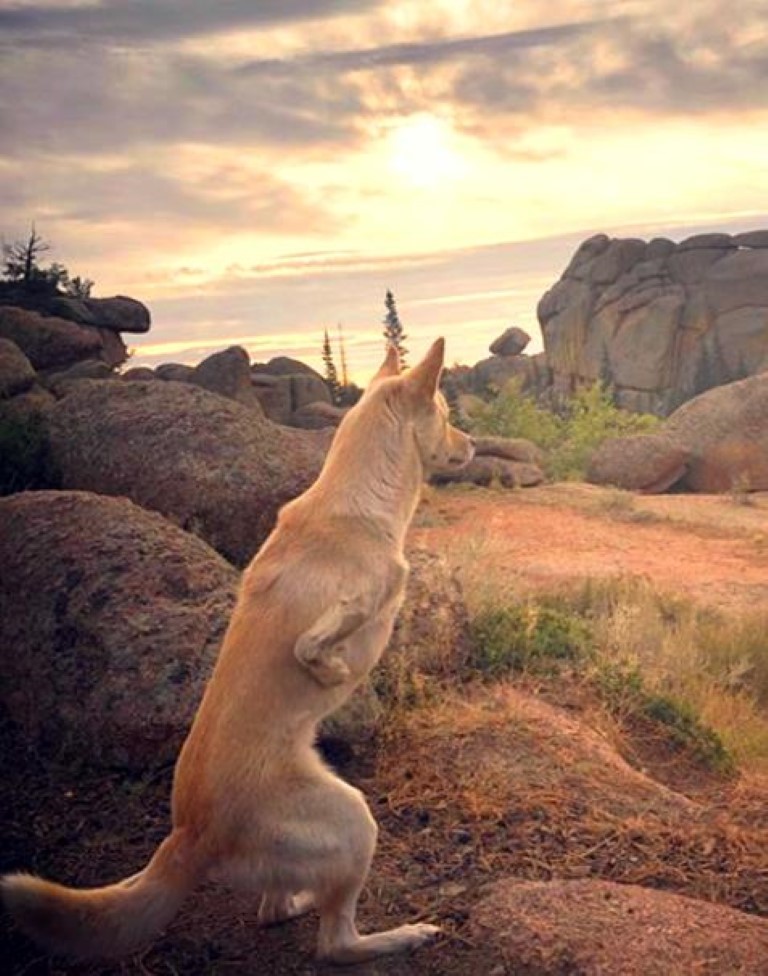 Un perrito “canguro” es desechado por sus antiguos dueños pero desafía ...