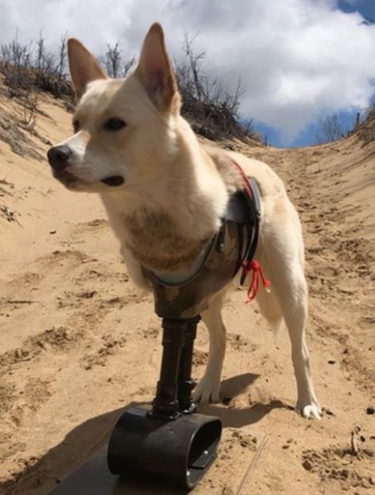Un perrito “canguro” es desechado por sus antiguos dueños pero desafía ...
