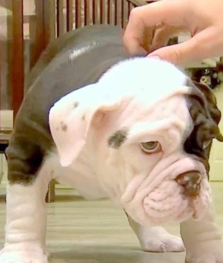 Fingen que quieren adoptar a un perrito para robarse a un cachorro de 7 ...