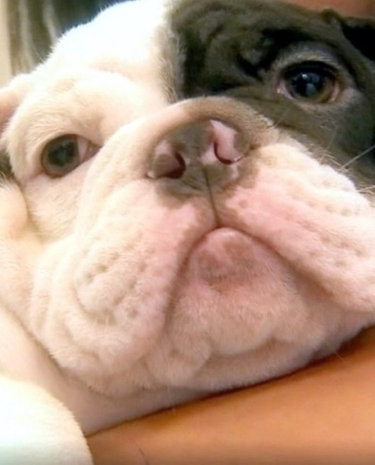 Fingen que quieren adoptar a un perrito para robarse a un cachorro de 7 ...