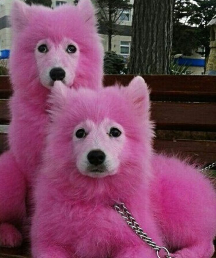 En este complejo turístico tiñen a los perros de rosa y los abandonan ...