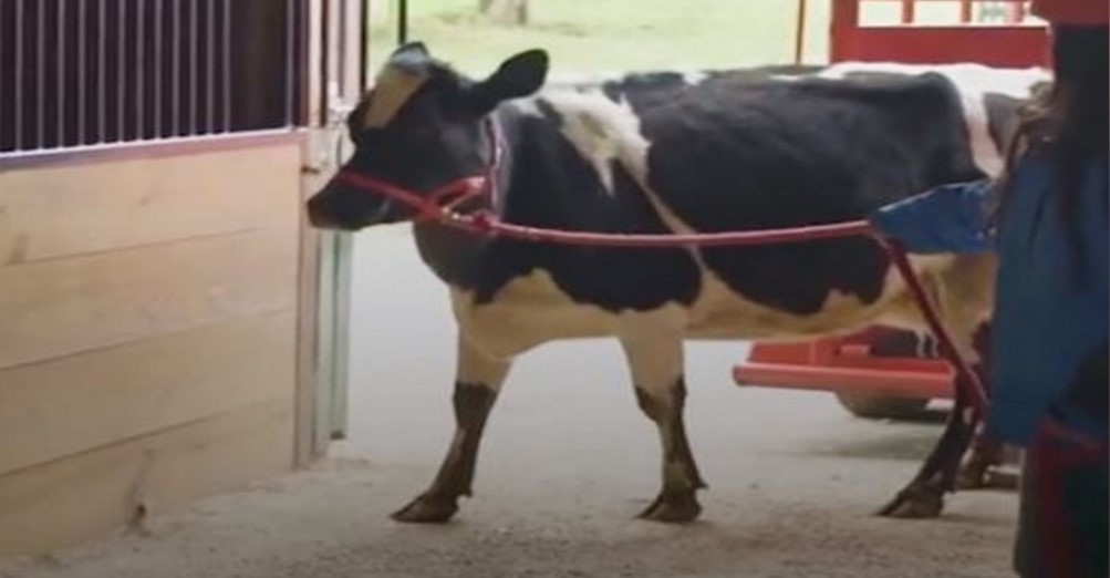 Una vaca rescatada no parará de llorar hasta que aparezca el granjero y ...