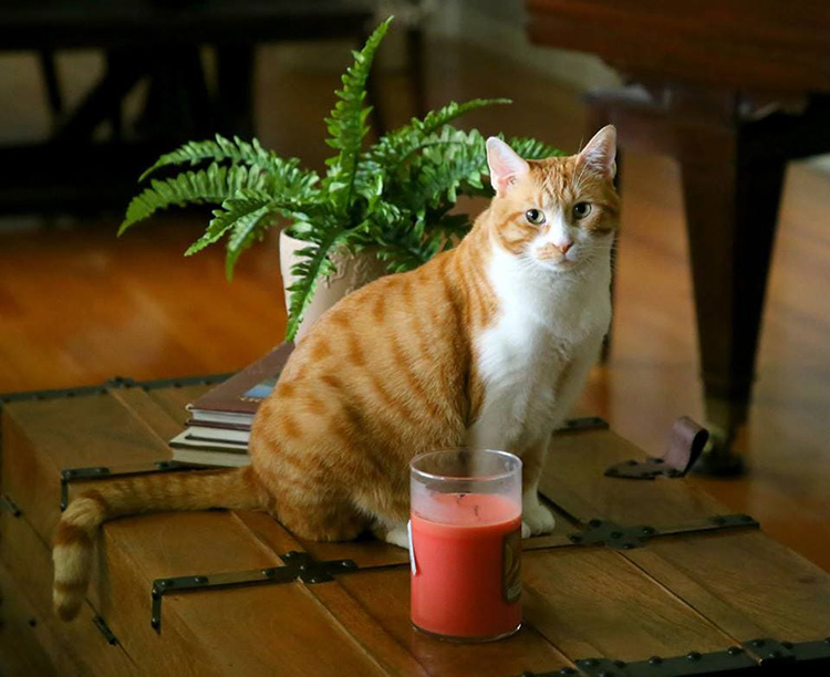 Logran rescatar al gato que sobrevivía adolorido con un cilindro de ...