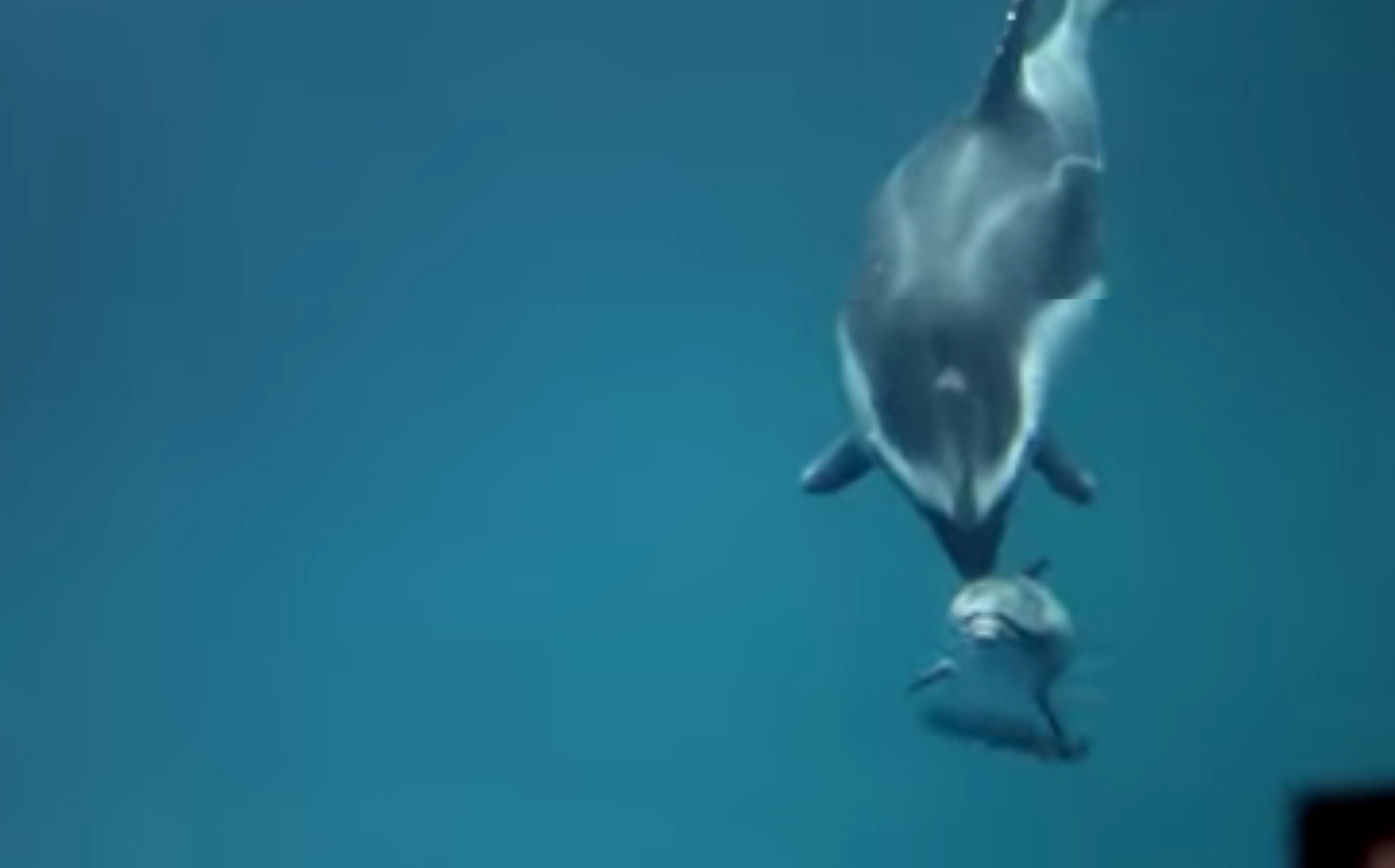 Mamá delfín da a luz a su bebé y los momentos posteriores son un ...