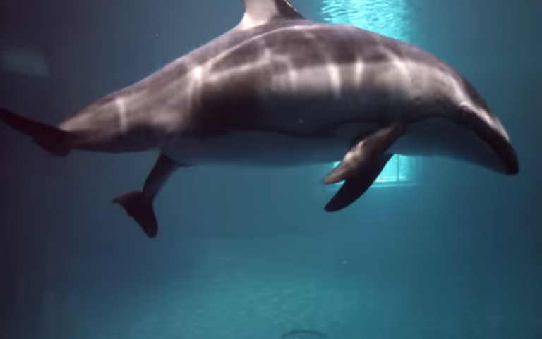 Mamá delfín da a luz a su bebé y los momentos posteriores son un ...