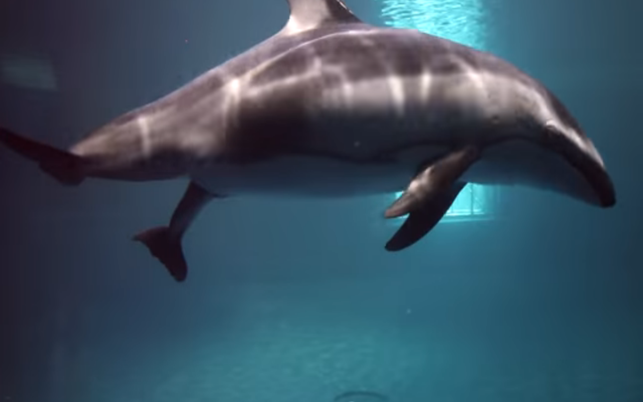 Mamá delfín da a luz a su bebé y los momentos posteriores son un ...