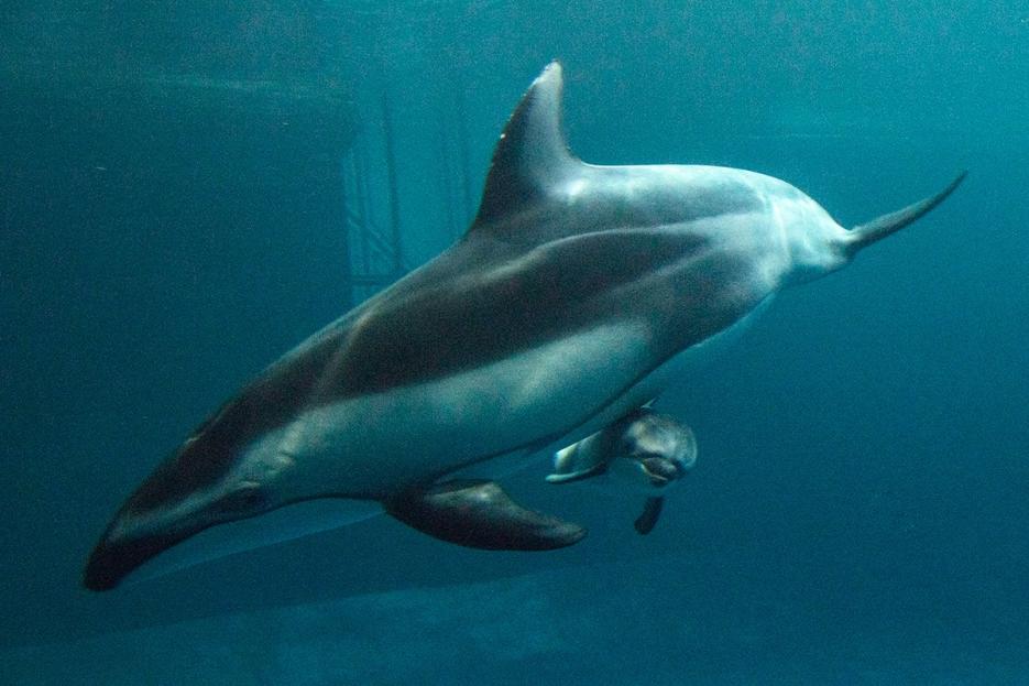 Mamá delfín da a luz a su bebé y los momentos posteriores son un ...
