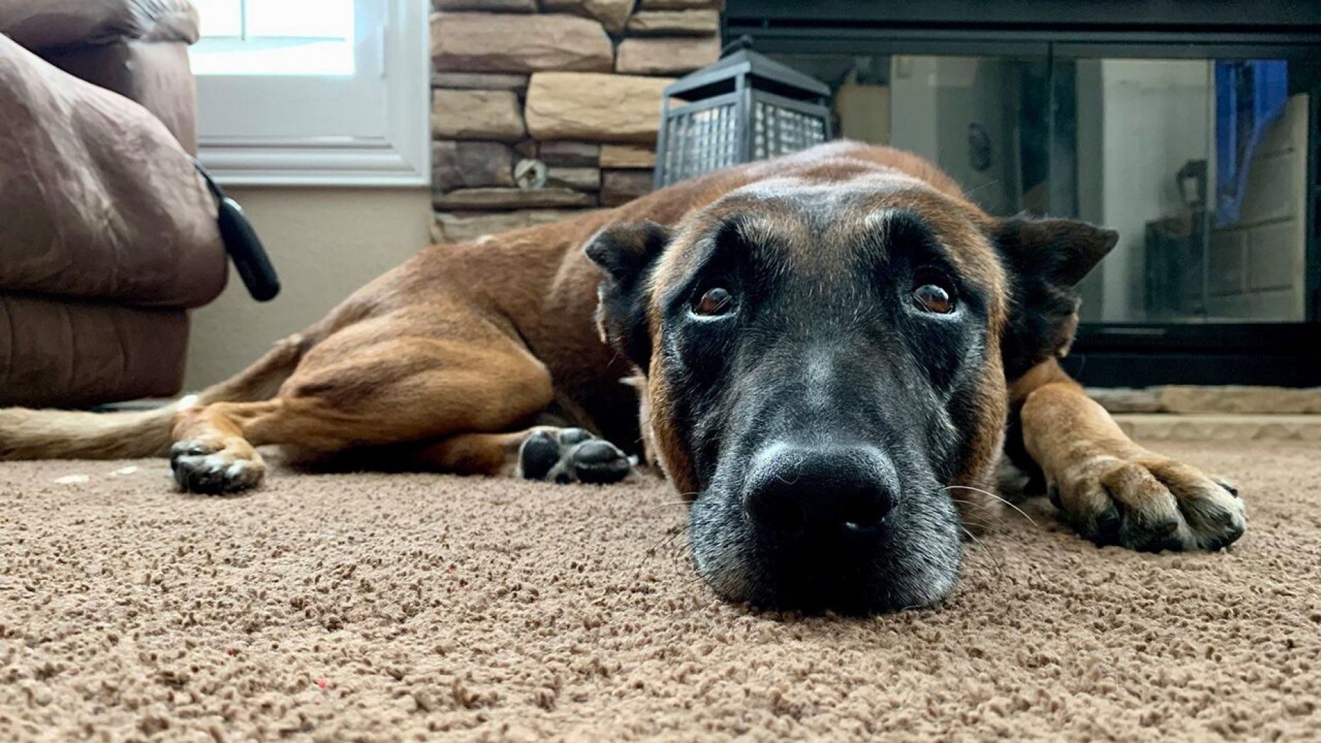 Perrito policía termina gravemente herido por un sospechoso y su ...