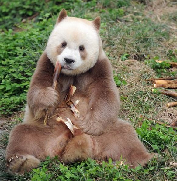 El único panda marrón del mundo finalmente es adoptado por una ...