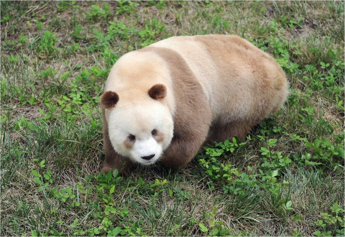 El único panda marrón del mundo finalmente es adoptado por una ...