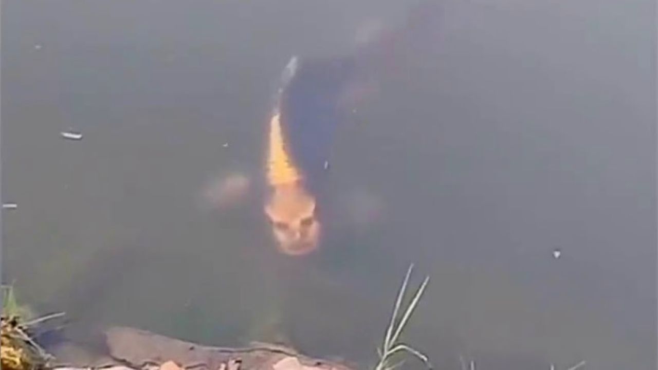 Un extraño pez con rostro humano fue captado en vídeo por un ...