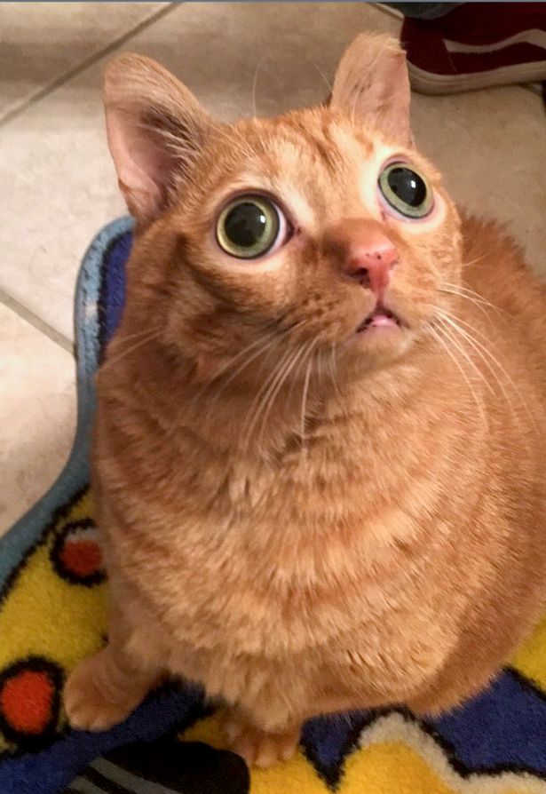 Gatito con grandes ojos saltones salta a la fama y todos hacen teorías ...