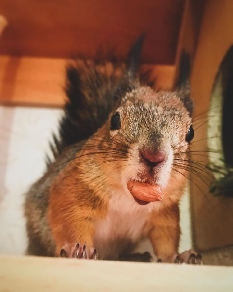 A esta ardilla bebé la salvaron cuando no podía caminar y terminaron ...