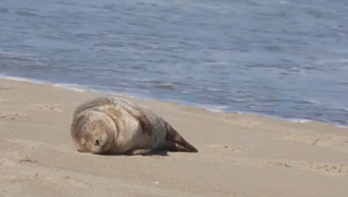 Foca bebé se resiste a despertarse de su placentera siesta en la arena ...