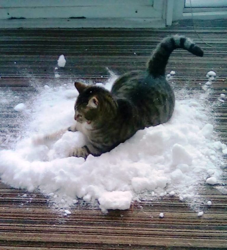Improvisan una "nevada" dentro de la casa para que su gato cumpla su ...