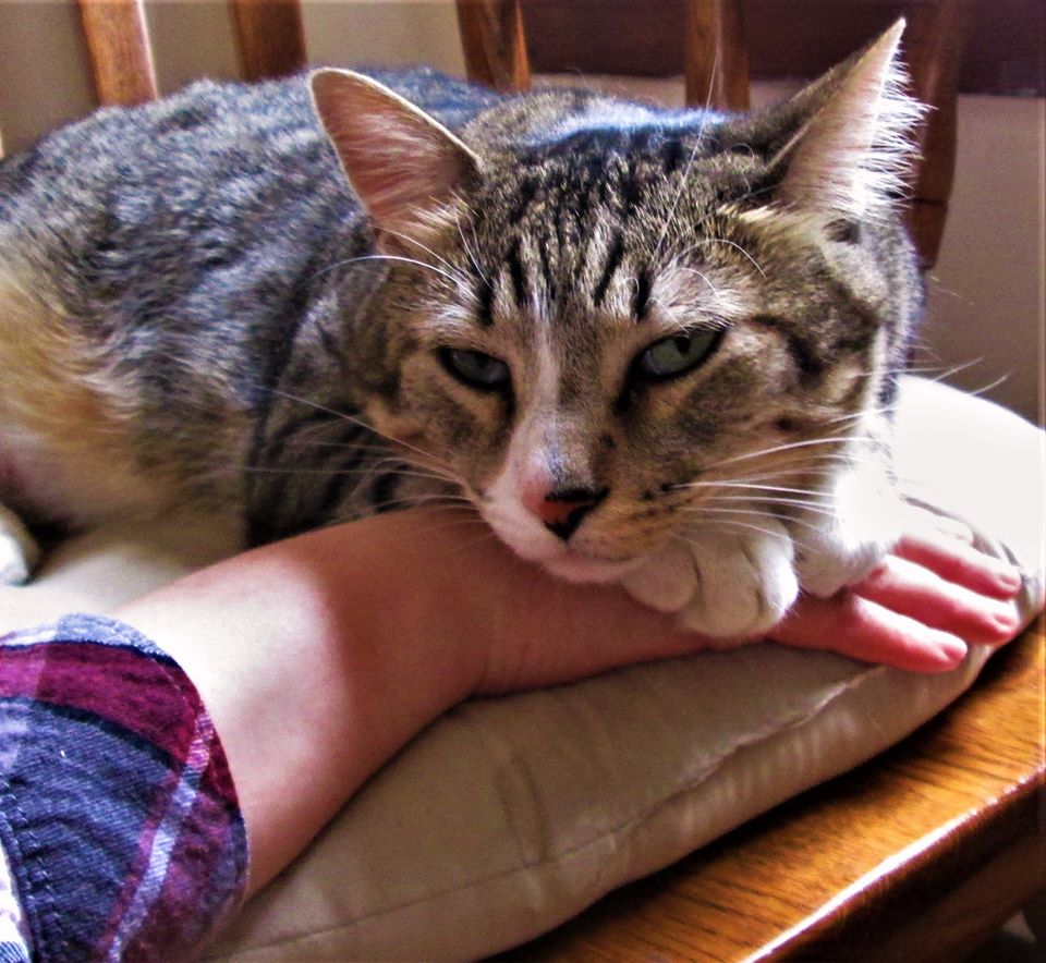 Improvisan una "nevada" dentro de la casa para que su gato cumpla su ...