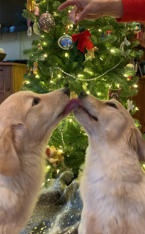 Amorosos perritos recrean la icónica tradición uniéndose en un ...